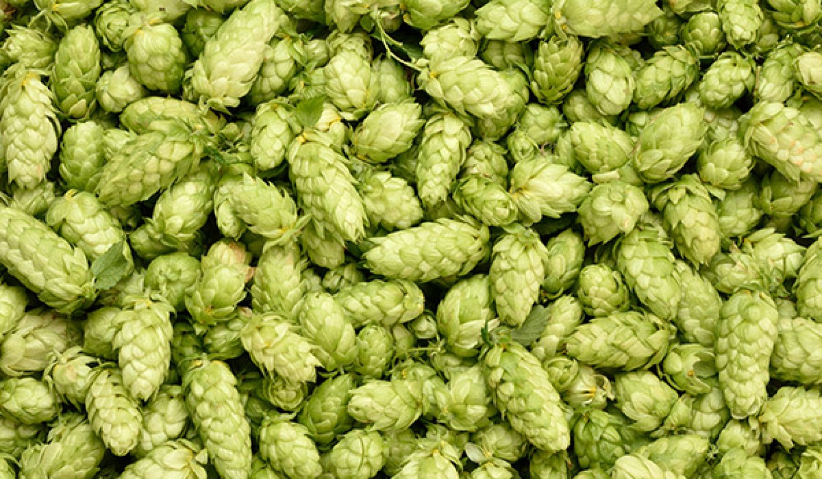 Il luppolo: l'oro verde della birra | Partesa