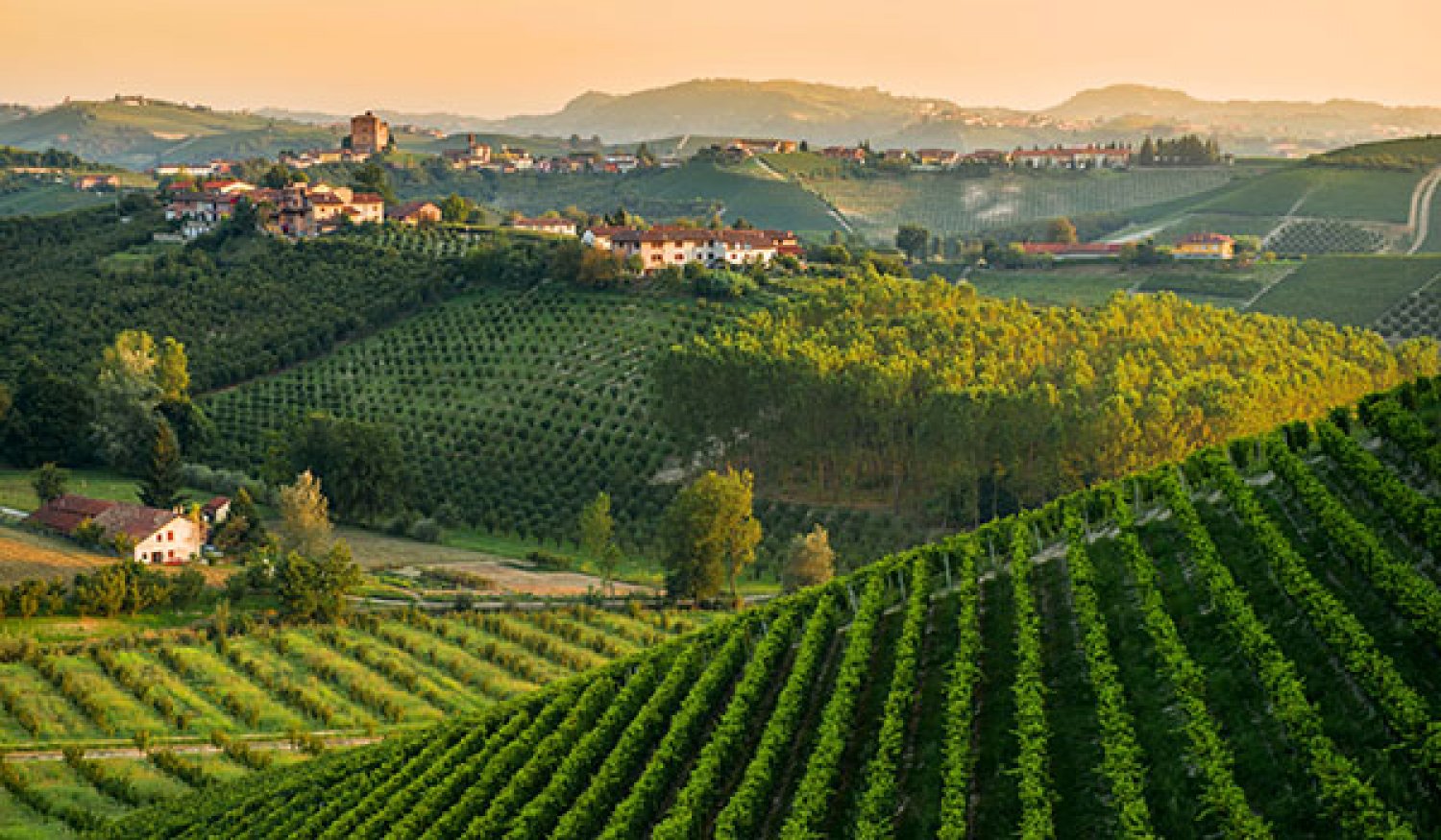 Vino Nebbiolo: Vitigno Giovane o da Invecchiamento? | Partesa