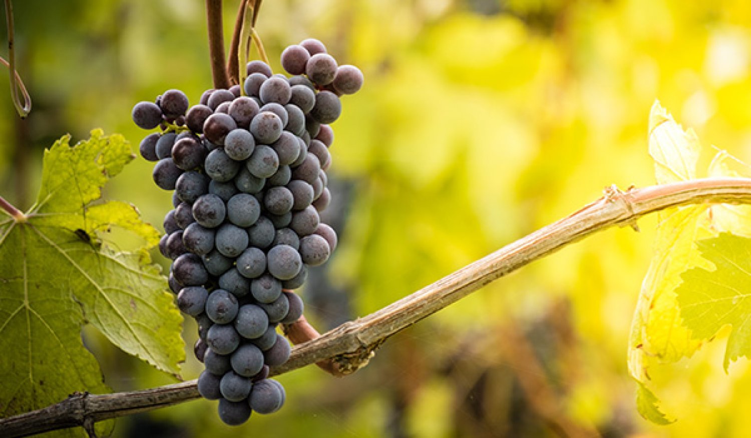 Il Nebbiolo: un vino dalle grandi potenzialità | Partesa